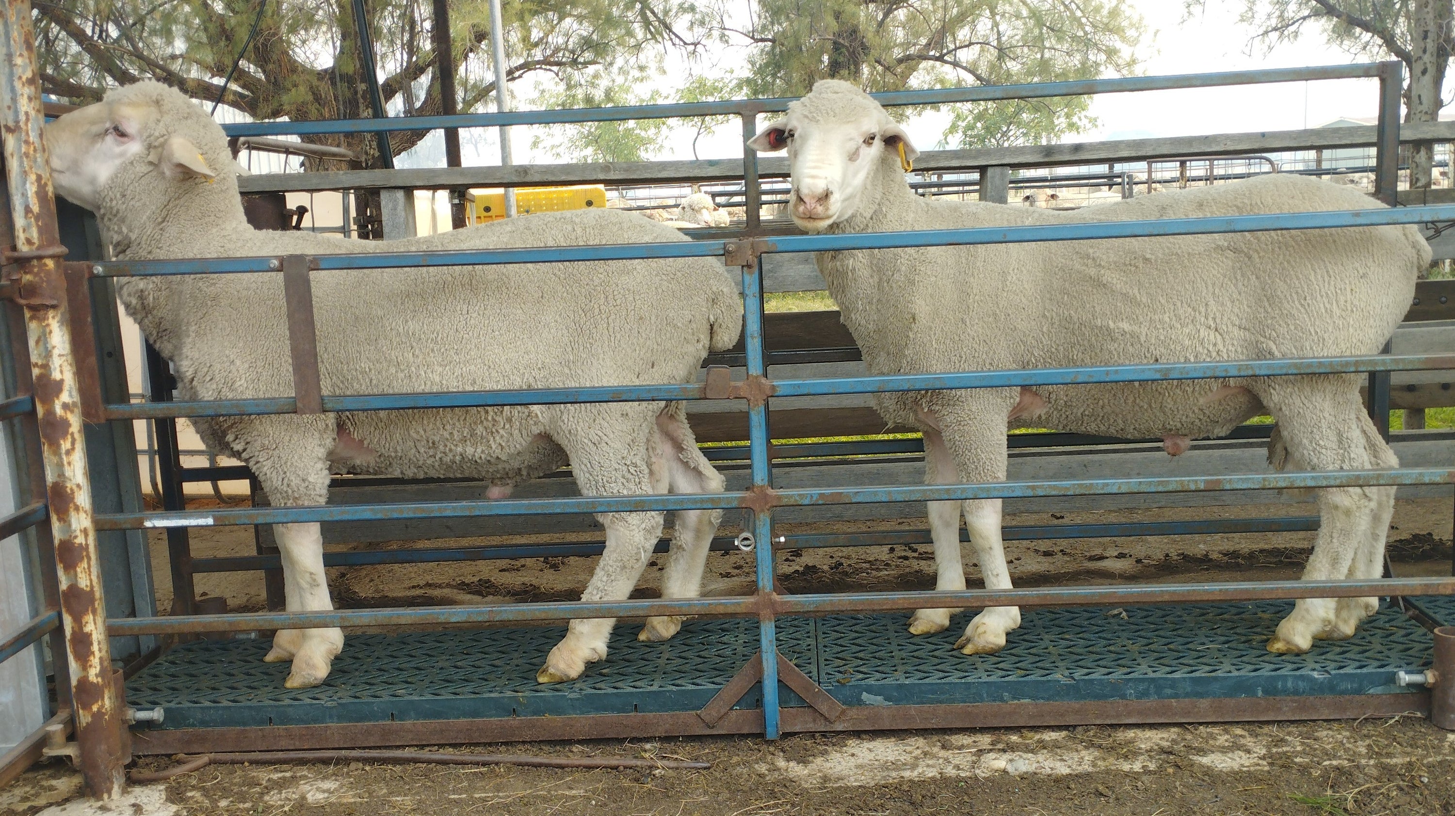 The first thing to look at when classing sheep. – Rissmerino