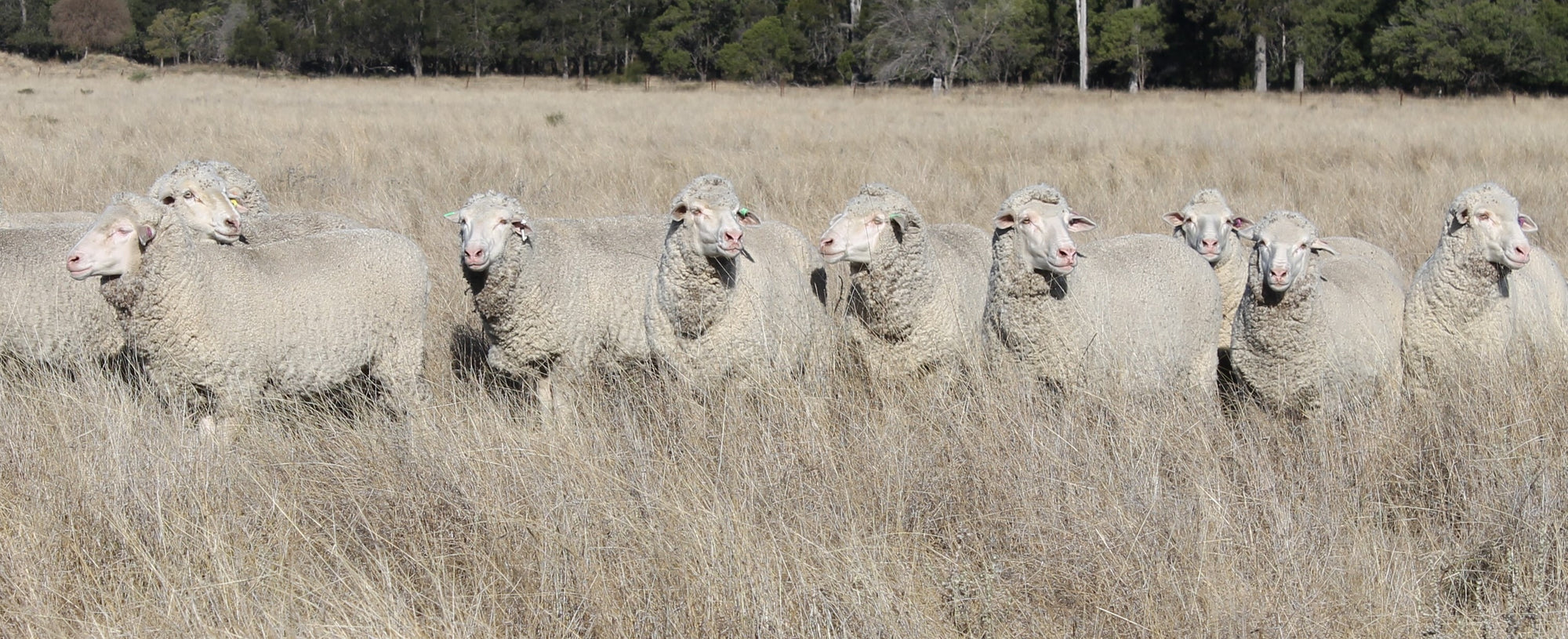 Merino rams – Rissmerino